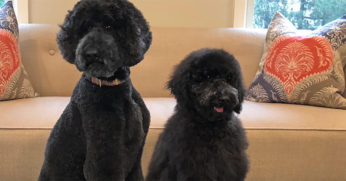 Pappas MacDonnell appoints new Chief Canine Officer - Pappas MacDonnell